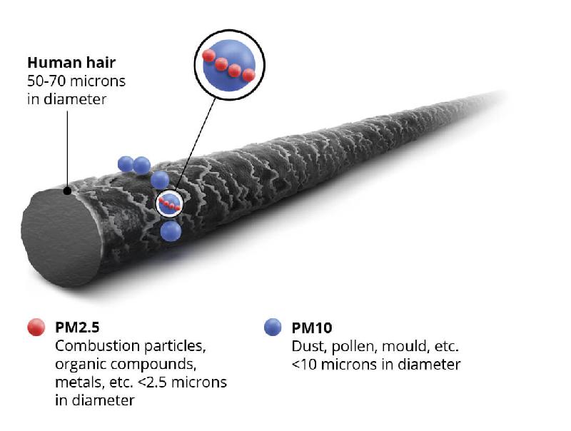 Human Hair 50 70 Microns In Diameter PM2 5 Combustion Particles Human Hair 50 70 Microns In Diameter PM2 5 Combustion Particles
